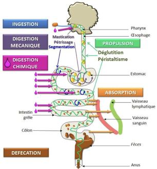 BIOLOGIE ET MICROBIOLOGIE APPLIQUEES Mme Braquart Lydie