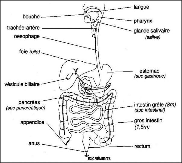 BIOLOGIE ET MICROBIOLOGIE APPLIQUEES Mme Braquart Lydie